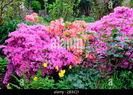 Pink and orange azalea flowers in garden in spring Stock Photo - Alamy