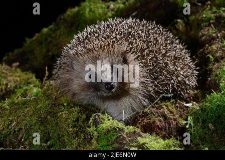 Adult hedgehog exploring log pile in spring. Dorset, UK Stock Photo - Alamy