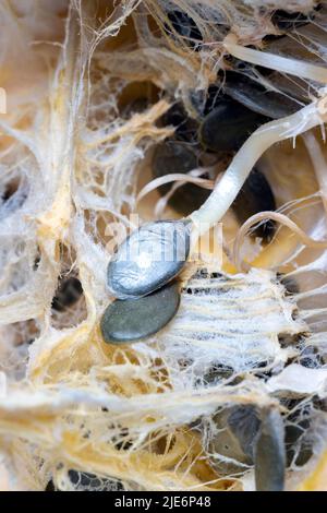sprouted pumpkin seeds inside a pumpkin, seeds sprouting inside a ...