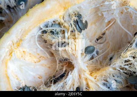 sprouted pumpkin seeds inside a pumpkin, seeds sprouting inside a ...