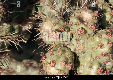 Small ephemeral fleshy red linear leaves alongside persistent spines of ...