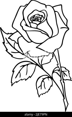 Rose One line drawing on white background Stock Vector Image & Art - Alamy
