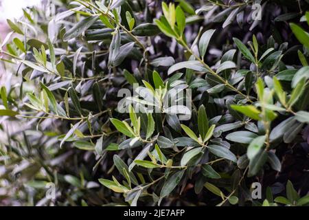 Olive tree on freedom Square in Tbilisi, capital city of Georgia Stock ...