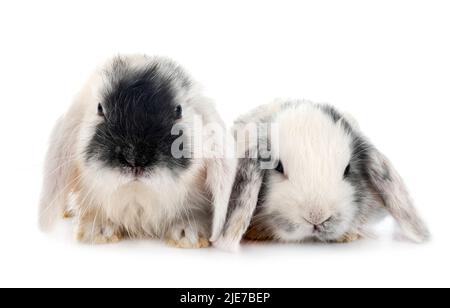 mini lops in front of white background Stock Photo - Alamy