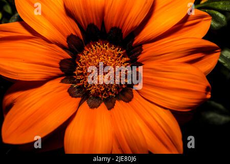 An orange Treasure Flower, close overhead view Stock Photo - Alamy