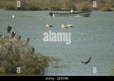 Great white pelicans and rangers of the national park on a boat Stock ...