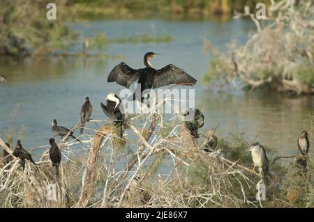 A colony of Reed Cormorants - Phalacrocorax Africanus - next to the ...
