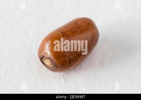 Close-up of pebe or monodora nut, the nutmeg of Gabon, a spice native ...