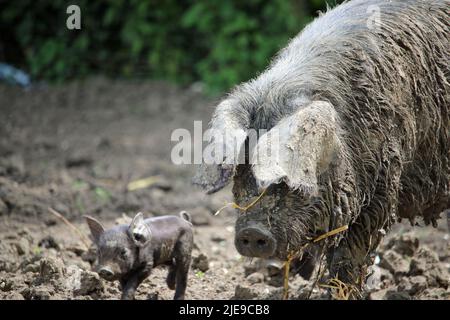 Black pig with piglet in a muddy field Stock Photo - Alamy