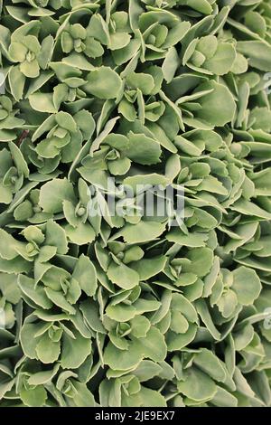 Full frame view of a typical leafy green garden plant Stock Photo - Alamy