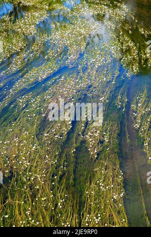 The water plant or aquatic plant or aquatic weed in the cabinet Stock ...