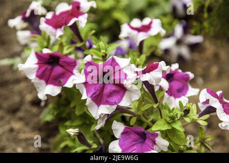 Bouquets of varied flowers celebration and event, nature Stock Photo ...
