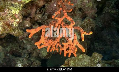 Finger-sponge in the cave. Red toxic finger-sponge (Negombata magnifica ...