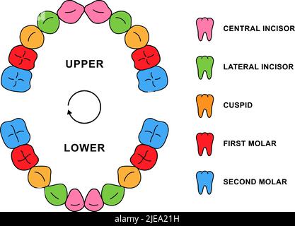 Child teeth dentition anatomy with descriptions. Child upper and lower ...