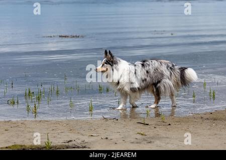 A puppy shetland sheepdog on the beach, portrait Stock Photo - Alamy