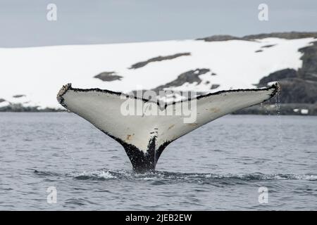 Humpback whale near the Yalour Islands Antarctic peninsula Stock Photo ...