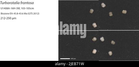 Turborotalia frontosa (Subbotina, 1953 Stock Photo - Alamy