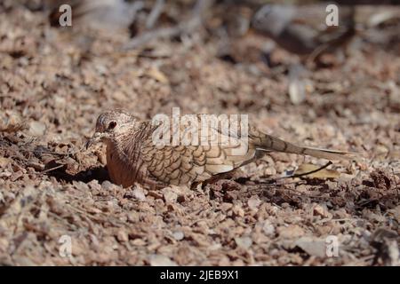 Foraging Inca Dove (Columbina inca Stock Photo - Alamy