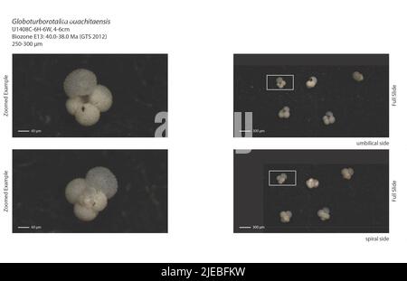 Globoturborotalita ouachitaensis (Howe & Wallace, 1932 Stock Photo - Alamy