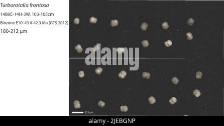 Turborotalia frontosa (Subbotina, 1953 Stock Photo - Alamy