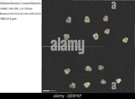 Globoturborotalita ouachitaensis (Howe & Wallace, 1932 Stock Photo - Alamy