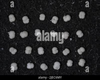 Subbotina eocaena (von Guembel, 1868 Stock Photo - Alamy