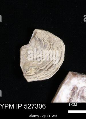 Gryphaea mucronata Gabb Stock Photo - Alamy