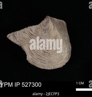 Gryphaea mucronata Gabb Stock Photo - Alamy