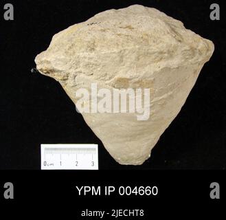 Coscinopora infundibuliformis Goldfuss. IP Stock Photo - Alamy