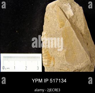 Conularia anomala Barrande, 1867 Stock Photo - Alamy