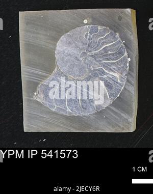 Clioscaphites vermiformis toolensis Cobban, 1951 Stock Photo - Alamy