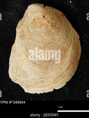 Crepidula fornicata (Linnaeus, 1758 Stock Photo - Alamy