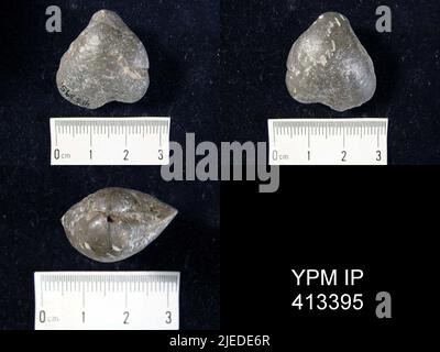 Pentamerus oblongus (Sowerby Stock Photo - Alamy