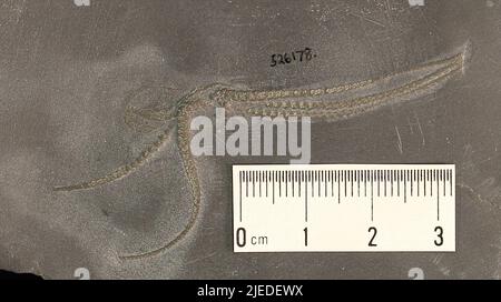 Furcaster palaeozoicus Sturtz Stock Photo - Alamy