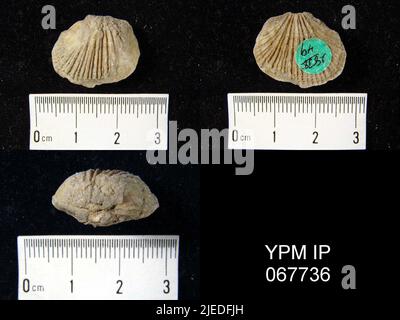 Orthostrophia strophomenoides (Hall Stock Photo - Alamy