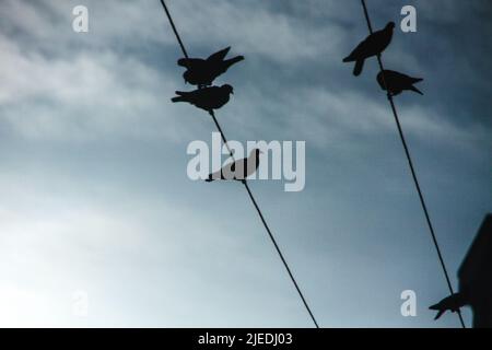 pigeons on power lines in Rio de Janeiro Stock Photo - Alamy