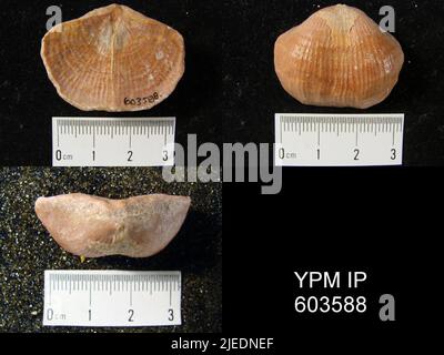Dictyoclostus scoticus Sowerby Stock Photo - Alamy