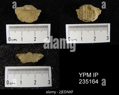 Marginifera hystricula Dunbar & Condra Stock Photo - Alamy