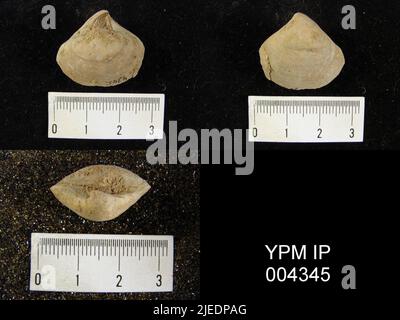 Stringocephalus burtini Defrance, 1827. IP Stock Photo - Alamy