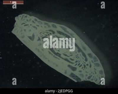 Triticites cullomensis pygmaeus Dunbar & Condra Stock Photo - Alamy