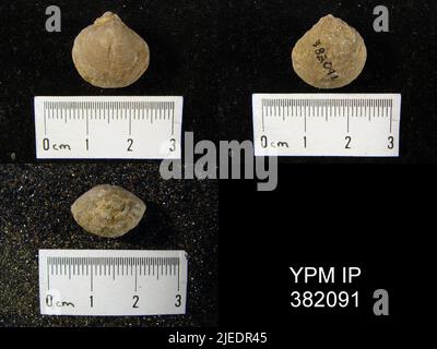 Reticularia perplexa McChesney Stock Photo - Alamy