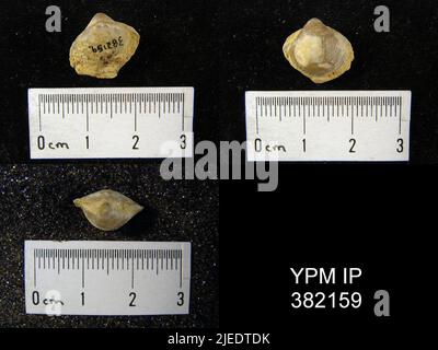 Reticularia perplexa McChesney Stock Photo - Alamy