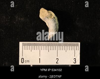Lithostrotion proliferum Hall Stock Photo - Alamy