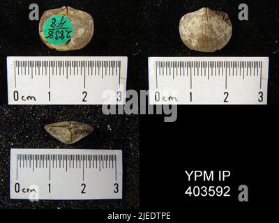 Dalmanella subcarinata Hall, 1857 Stock Photo - Alamy