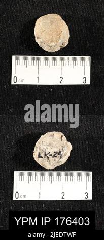 Streptorhynchus kempei Andersson, 1914 Stock Photo - Alamy