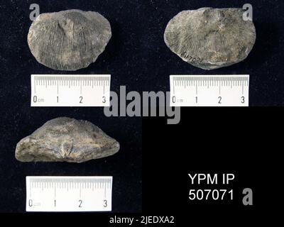 Schuchertella deckerensis (Weller Stock Photo - Alamy