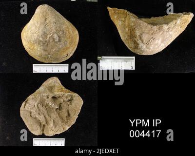 Stringocephalus burtini Defrance, 1827. IP Stock Photo - Alamy