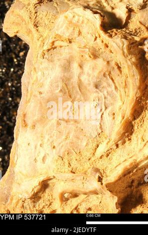 Gryphaea mucronata Gabb Stock Photo - Alamy