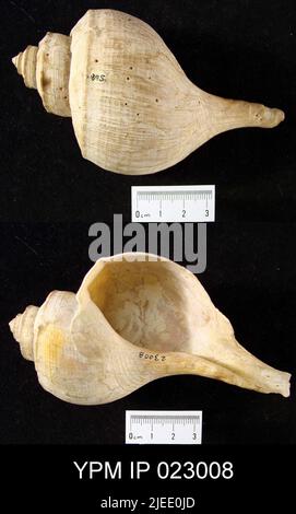 Busycon canaliculatum (Linnaeus Stock Photo - Alamy