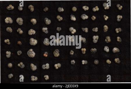 Globorotalia menardii (d'Orbigny, 1826 Stock Photo - Alamy